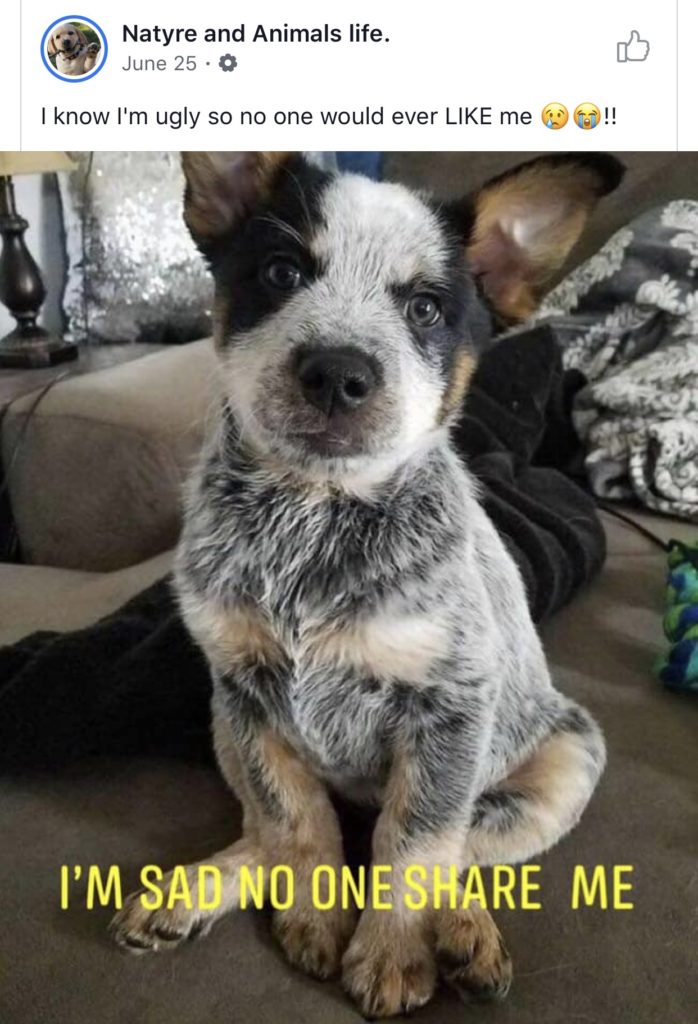 Picture of a dog: Hi my name is Rusty, I just got out of surgery aNd I ...